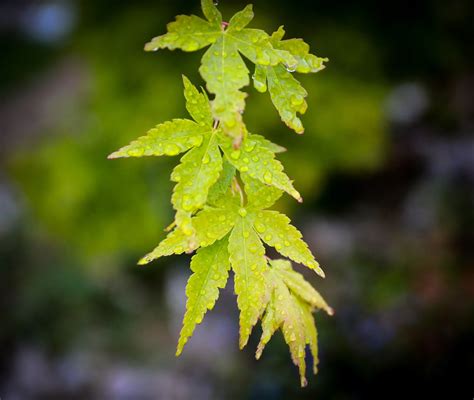 일본 단풍나무 나뭇잎 이슬 Pixabay의 무료 사진 Pixabay