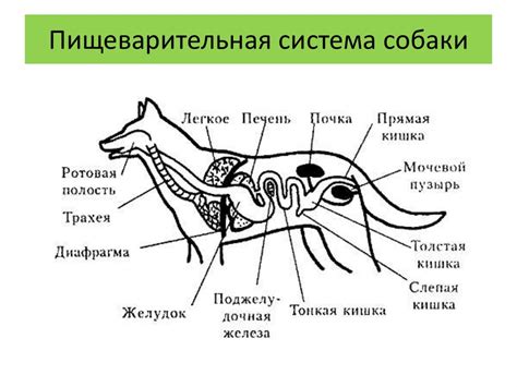 Органы пищеварения Обмен веществ и энергии презентация онлайн