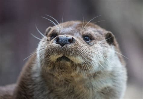Close Up Portrait Of Cute Eurasian Otter Is In A Pond Stock Image Image Of Predator Aquatic