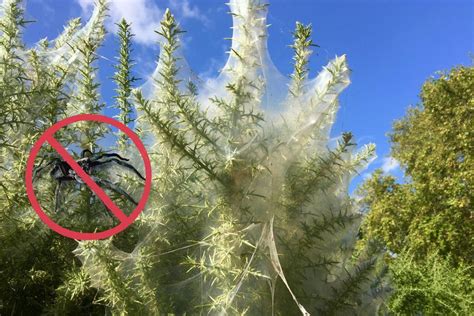 Understanding Webworm Caterpillars And Their Tree Tents