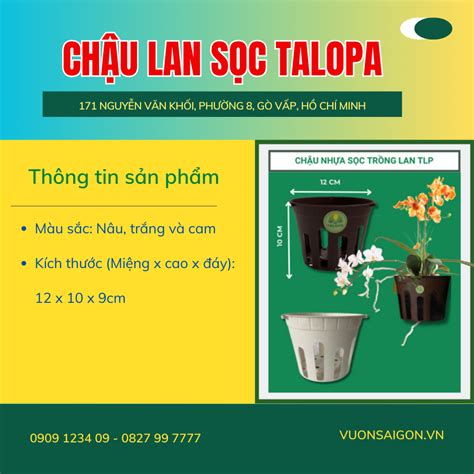 Chậu Lan Sọc Tlp Vườn Sài Gòn