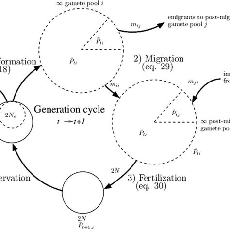 One Generation Cycle When Migration Precedes Fertilization From The Download Scientific