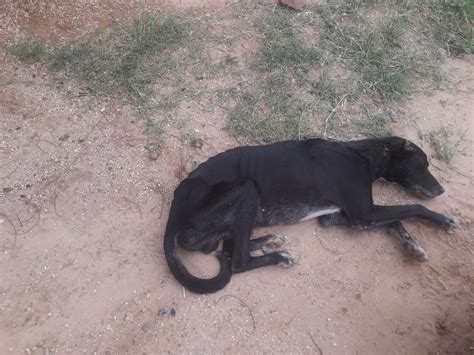 Manhã Nordestina Moradores Reclamam De Cachorros Soltos No Sítio