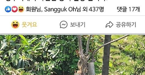 청두 방문 홍준표 푸바오 사는 친근한 도시대공원 완성되면 대구에도