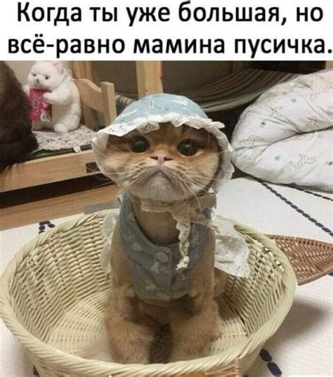 Милота Собачьи лапы Милые котики Смешные фотографии кошек