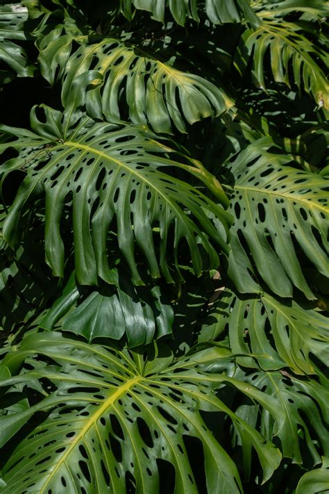 집 밖의 Monstera Deliciosa 경치 계절 나뭇잎 남아메리카 녹지 몬스테라 무성한 밀림 생물학 생태 선명한 식물 식물군 식물원