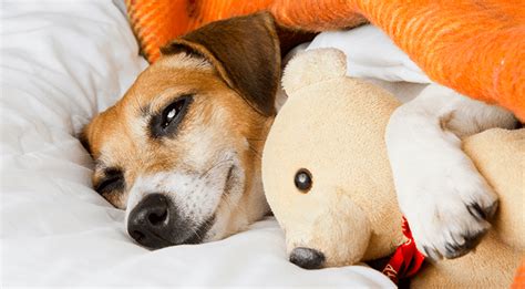 Veterinarian Near Me 34233 Sarasota Veterinary Center