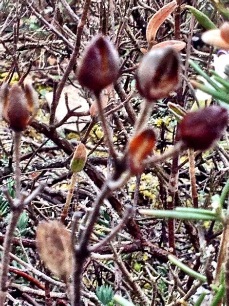 Dead Red Beet Tree Png Images Free Download On Freepik