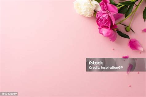 모란 개념의 아름다움 밝은 분홍색과 흰색 모란 꽃 꽃잎 작은 색종이 하트가 있는 빈 공간의 높은 각도 보기 사진 복사 공간이 있는 격리된 파스텔 핑크 배경에 0명에 대한