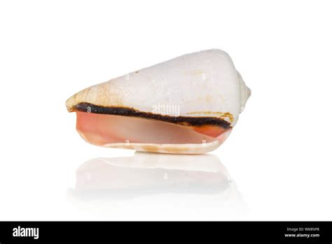 One Whole Mollusc Shell Ivory Conic Empty Isolated On White Background