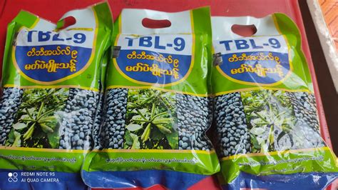 ၀မ္းႏိုင္း တောင်သူလယ်သမားဦးကြီးတို့ပဲမျိုးကောင်းမျိုးသန့်