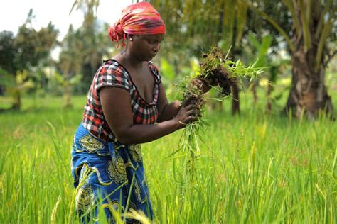 La Fao Señala Que 800 Millones De Personas Pasan Hambre Mientras Se