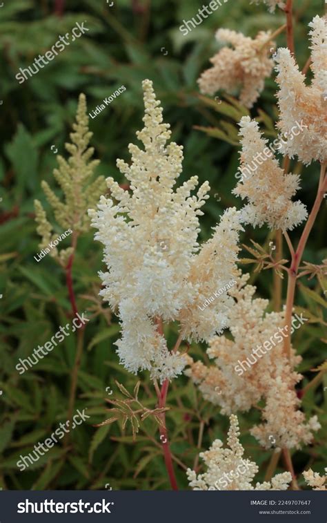 Astilbe Arendsii Hybride Weisse Gloria Stock Photo 2249707647 ...