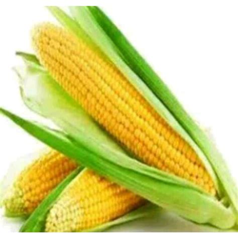 Jual 5 Benih Bibit Biji Jagung Manis Shopee Indonesia
