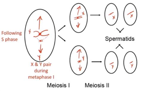 Bio 171 Lecture 18 Non Mendelian Inheritance Flashcards Quizlet