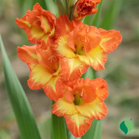 Gladiolus Princess Margaret Rose Degroot