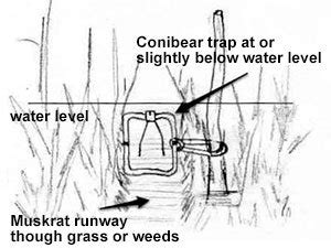 5 Best Muskrat Trap Options 2024 Review And How To Trap Muskrats