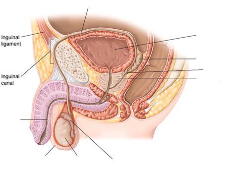 Diagram Of Chapter 12 Male Genitourinary System Diagram Quizlet