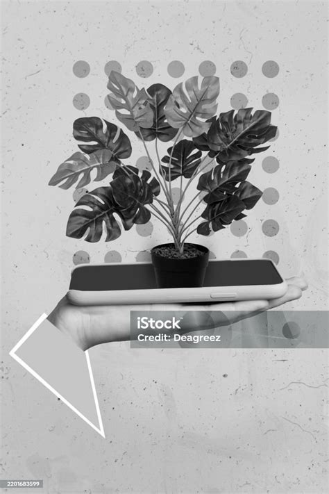 인간의 팔 손바닥 홀드 전화 화면 관엽 식물의 수직 콜라주 그림은 페인트 배경에 고립 0명에 대한 스톡 사진 및 기타 이미지 0명 Brand Name Smart