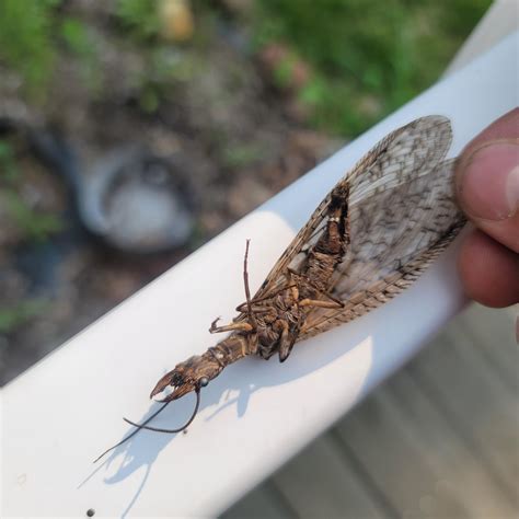 United States New England Found This On My Front Steps Rwhatsthisbug