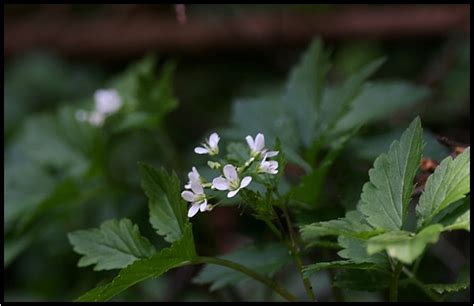 コンロンソウの仲間 野草風薫
