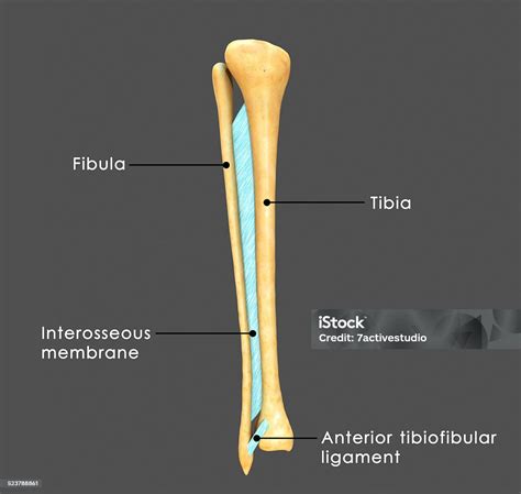 Tibiofibular Syndesmosis X Ray Clipart