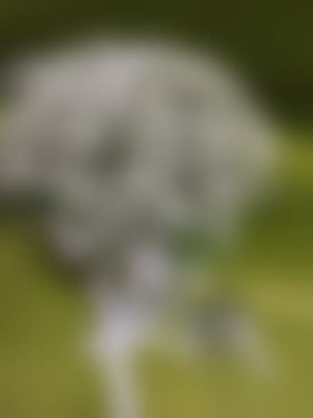 Букет для доброй замечательной душевной невесты Ефросинии бутаньерка Выполнено на