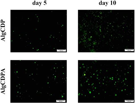 Live Dead Staining For Encapsulated Mscs In Algcdp And Algcdpa Gels