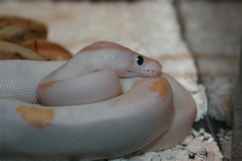 Cool Ball Python By Mdngtrain On Deviantart