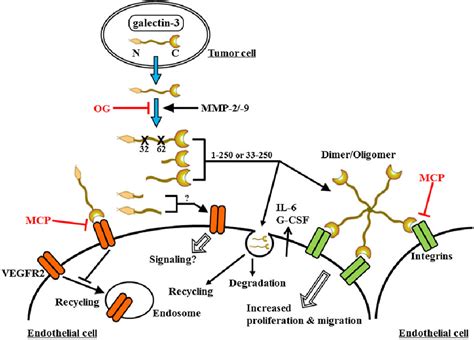 Pdf Galectin 3 In Angiogenesis And Metastasis Semantic Scholar