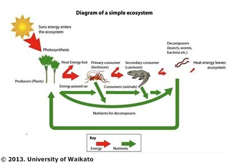 Components Of Ecosystem Diagram Ecosystems Components Do Wor