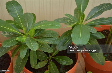 Frangipani로 알려진 Plumeria는 Apocynaceae 가족의 아족 인 Rauvolfioideae에있는 꽃 피는