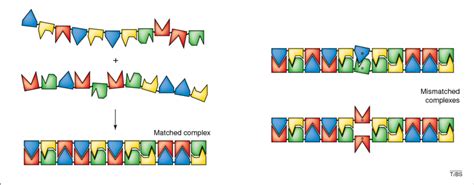 Nucleic Acid Duplex Formation Showing The Complementary Recognition Download Scientific Diagram