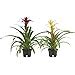 Amazon Costa Farms Blooming Bromeliad Live Indoor Plant Grower S