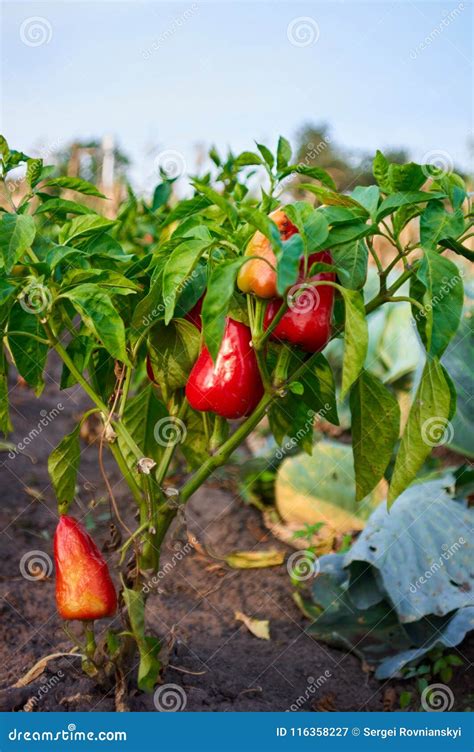 Red Peppers Growing In A Garden Stock Image Image Of Fresh Fruit