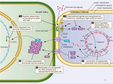 Molecular Biology Of Agrobacterium Infection