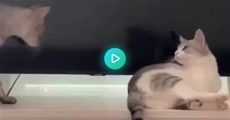 Chomp Album On Imgur