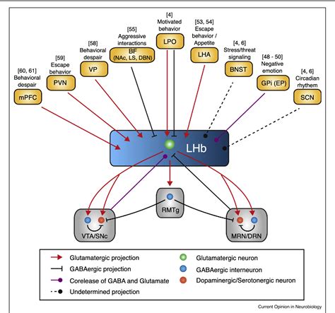 Figure 1 From Lateral Habenula In The Pathophysiology Of Depression