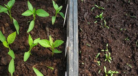 Basics How To Start Seeds Indoors Southern Exposure Seed Exchange