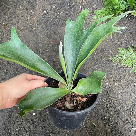 Folhagem Chifre de Veado Platycerium bifurcatum Orquídeas Cia