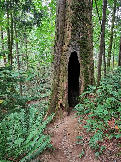 Bosque Árboles Naturaleza Foto Gratis En Pixabay Pixabay