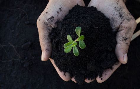 A importância de escolher o solo adequado para suas plantas Casa