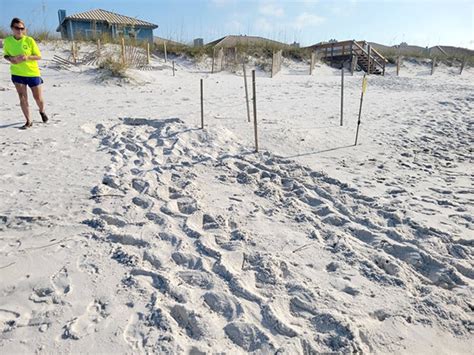 The Escambia County Sea Turtle Nesting Statistics Are In Local Pulse