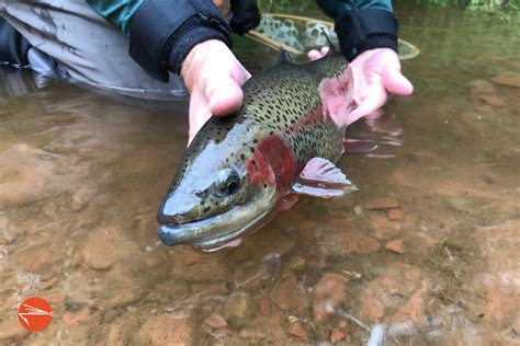 What Do Trout Eat The Ultimate Guide Fly Fishing Fix