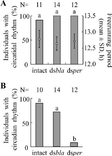 The Effects Of Per Rnai On Circatidal And Circadian Rhythms In Male