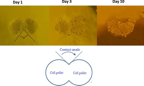 Characterization Of Tissue Aggregates Fusion Inside Optimized Hybrid Download Scientific