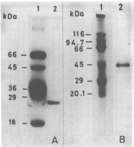 Characterization Of α Amylase And Glucoamylase By Sds Page The