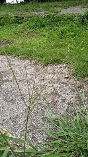 相模原北公園紹介植物 細くメヒシバ 相模原北公園の魅力を写真で紹介するブログ