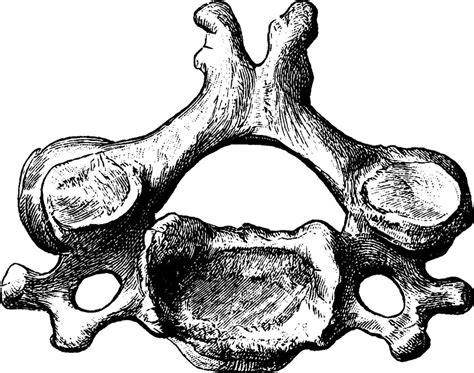 Fourth Cervical Vertebra Viewed From Above Vintage Illustration