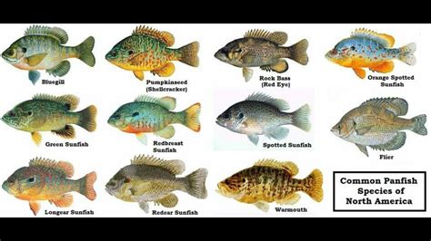 Knowing Your Sunfish How To Identify Different Species Artofit